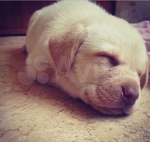 Девочка лабрадора