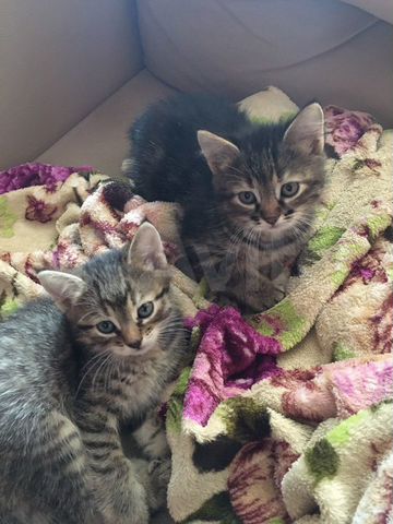 Полубританцы