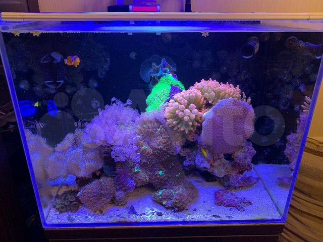 Морской аквариум