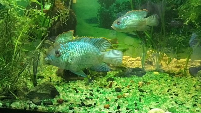 Аквариумные рыбки цихлиды
