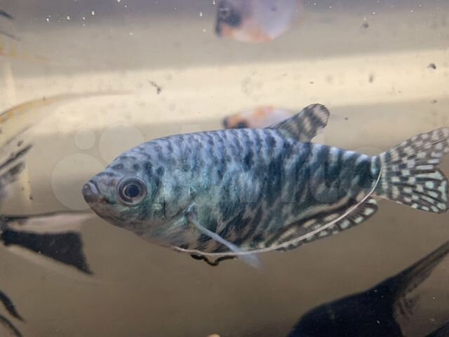 Рыбки голубой гурами/скалярия березка/черная скаля