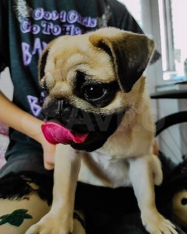 Щенок Мопса