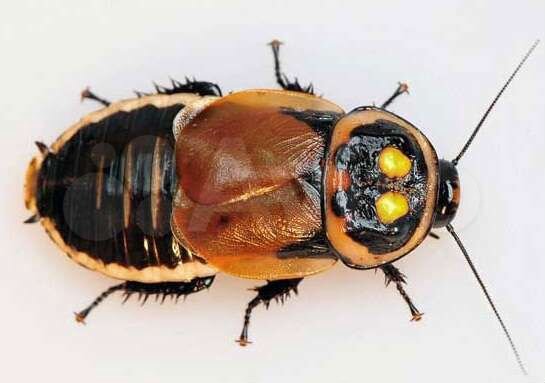 Таракан Автомобильчик