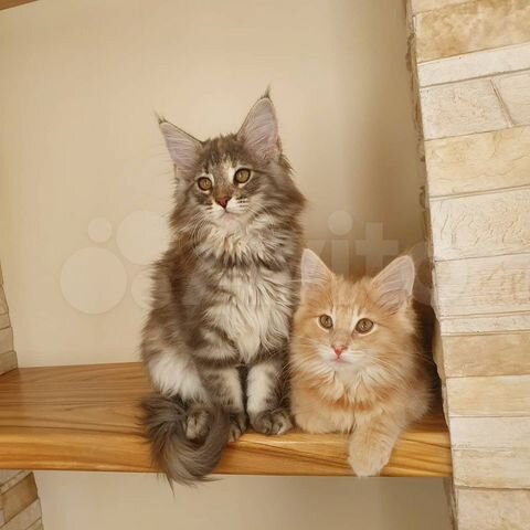 Котята норвежской лесной
