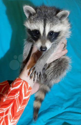 Продам щенков енота-полоскуна