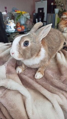 Кролик в хорошие руки