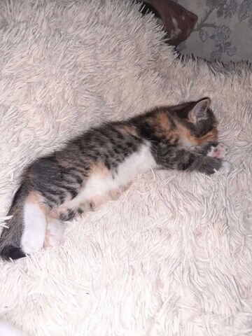 Кошка в дар