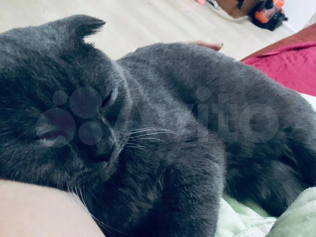 Британский красавец ищет подругу