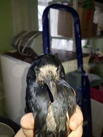 Грач Бесплатно