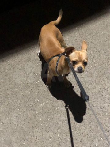 Найдена собака Ищем хозяев