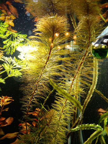 Аквариумные растения